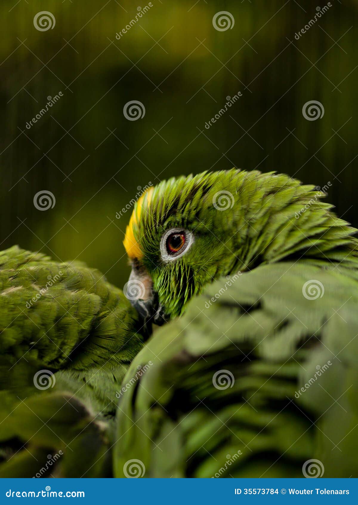 Yellow-crowned Amazon Parrot (amazona Ochrocephala) Stock Photo - Image ...