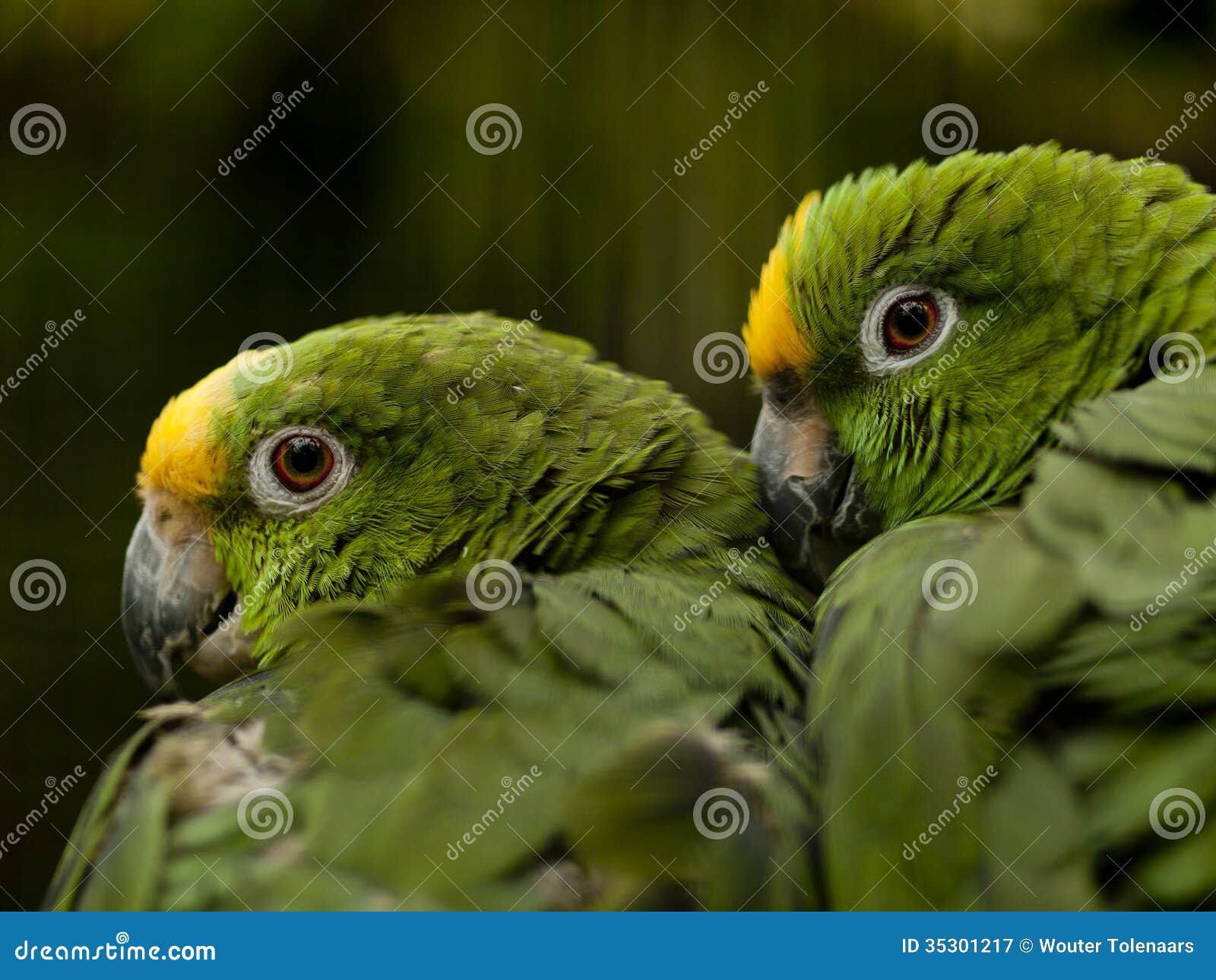 Yellow-crowned Amazon Parrots Stock Image - Image of amazona, amazon ...