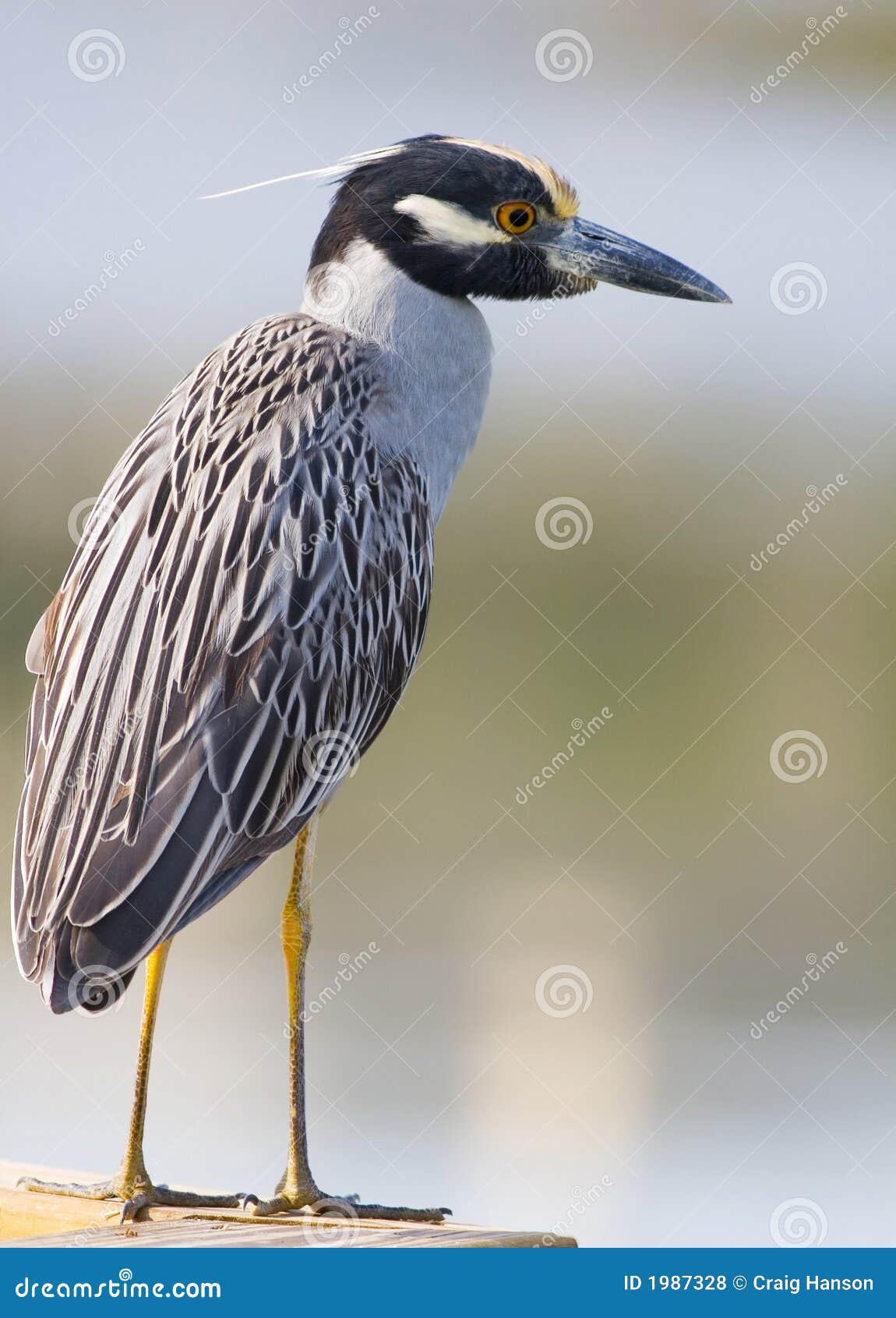Yellow-crowned Night Heron stock photo. Image of island - 1987328
