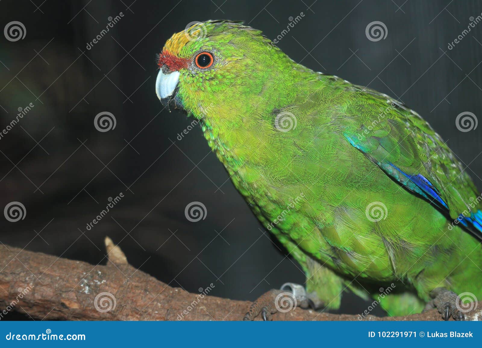 Red-crowned Parakeet, North Island, New Zealand Stock Photo ...
