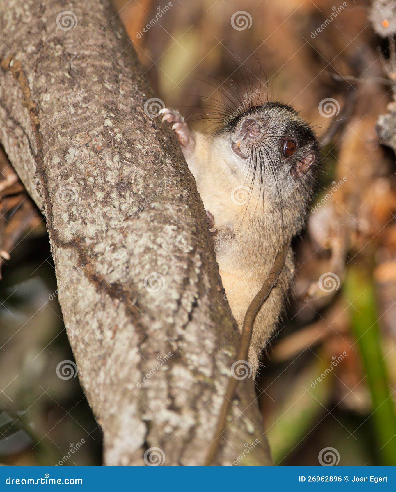 Yellow-crowned rat stock photo. Image of locations, amazon - 26962896