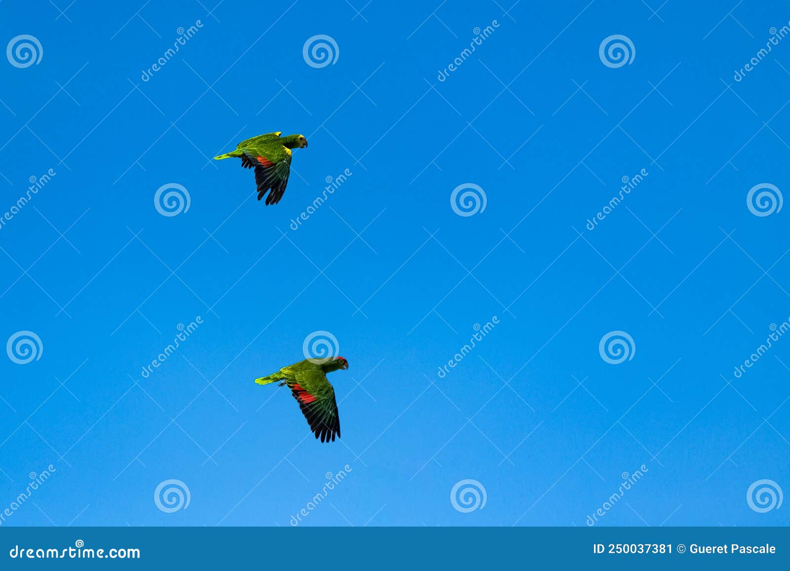 Yellow-crowned and Red-crowned Amazons Stock Image - Image of feather ...