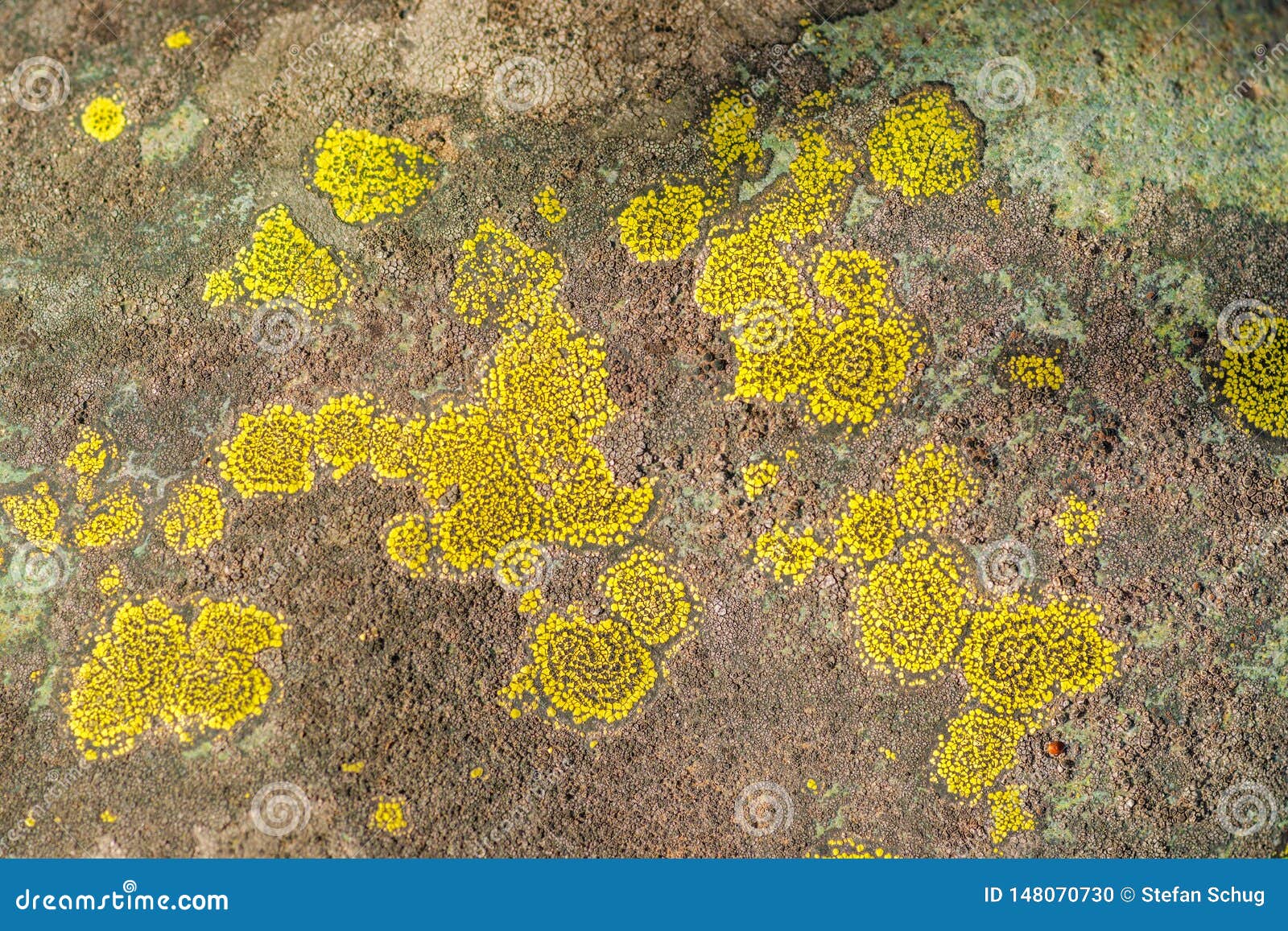 Yellow Crustose Lichen On A Tree Trunk, Close-up. Fruit Tree Bark ... Yellow Crustose Lichen On A Tree Trunk, Close-up. Fruit Tree Bark ...