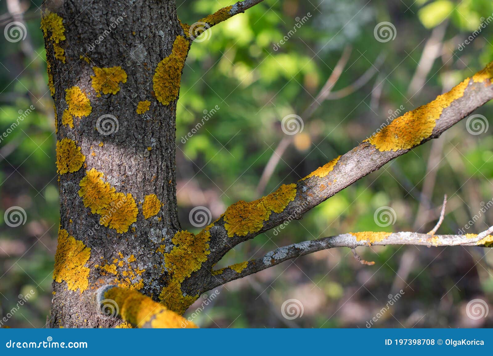 Yellow Crustose Lichen On A Tree Trunk, Close-up. Fruit Tree Bark ... Yellow Crustose Lichen On A Tree Trunk, Close-up. Fruit Tree Bark ...
