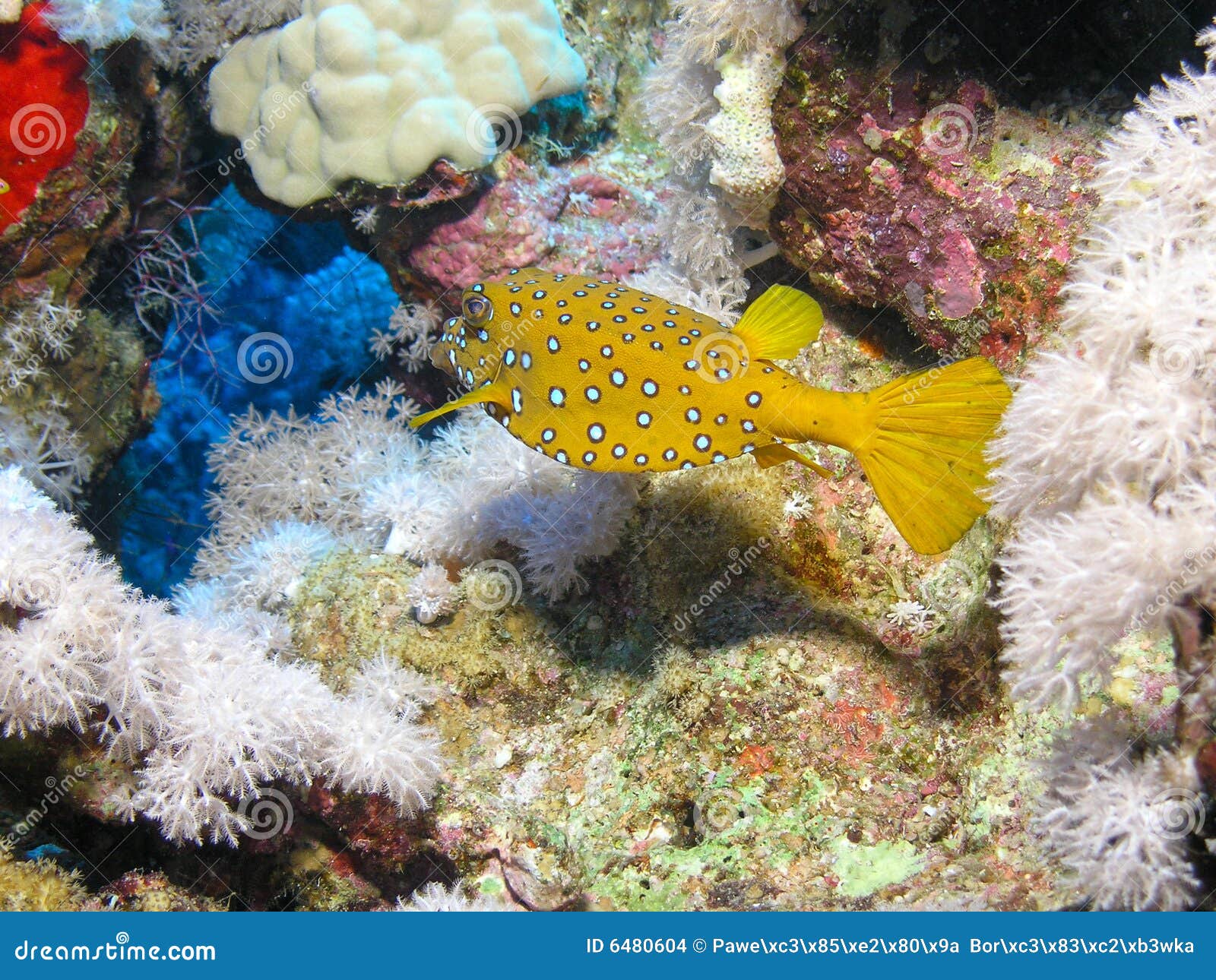 Yellow Cube Box fish stock photo. Image of blue, reptile - 6480604