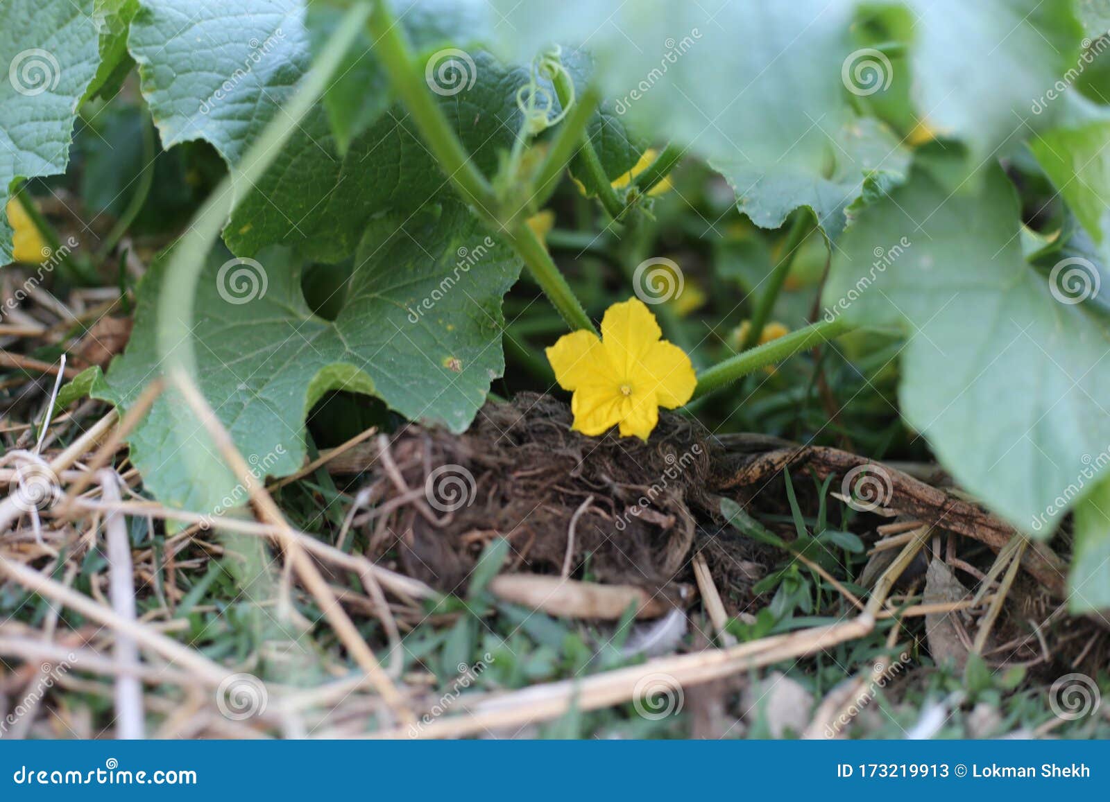 Yellow Cucumber Flower and Cucumber Tree Stock Image - Image of nature ...