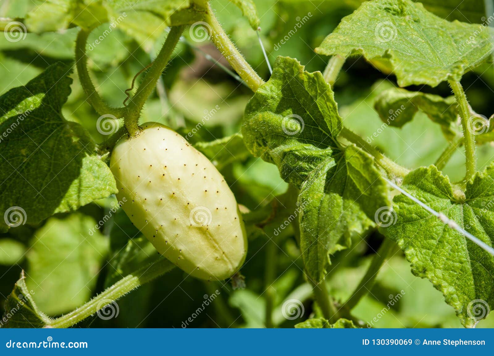 The Yellow Cucumber Flower Looks Beautiful In The Blur In The ...