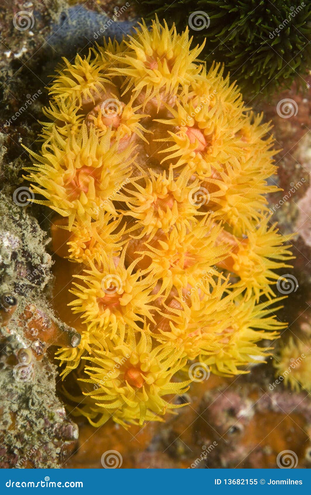 Yellow cup coral stock image. Image of yellow, black - 13682155