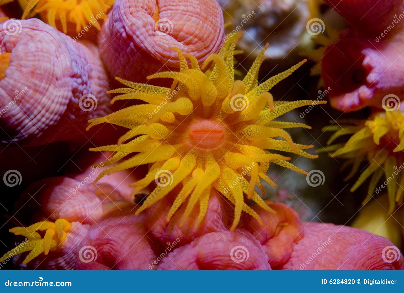 Yellow cup coral stock photo. Image of underwater, pink - 6284820