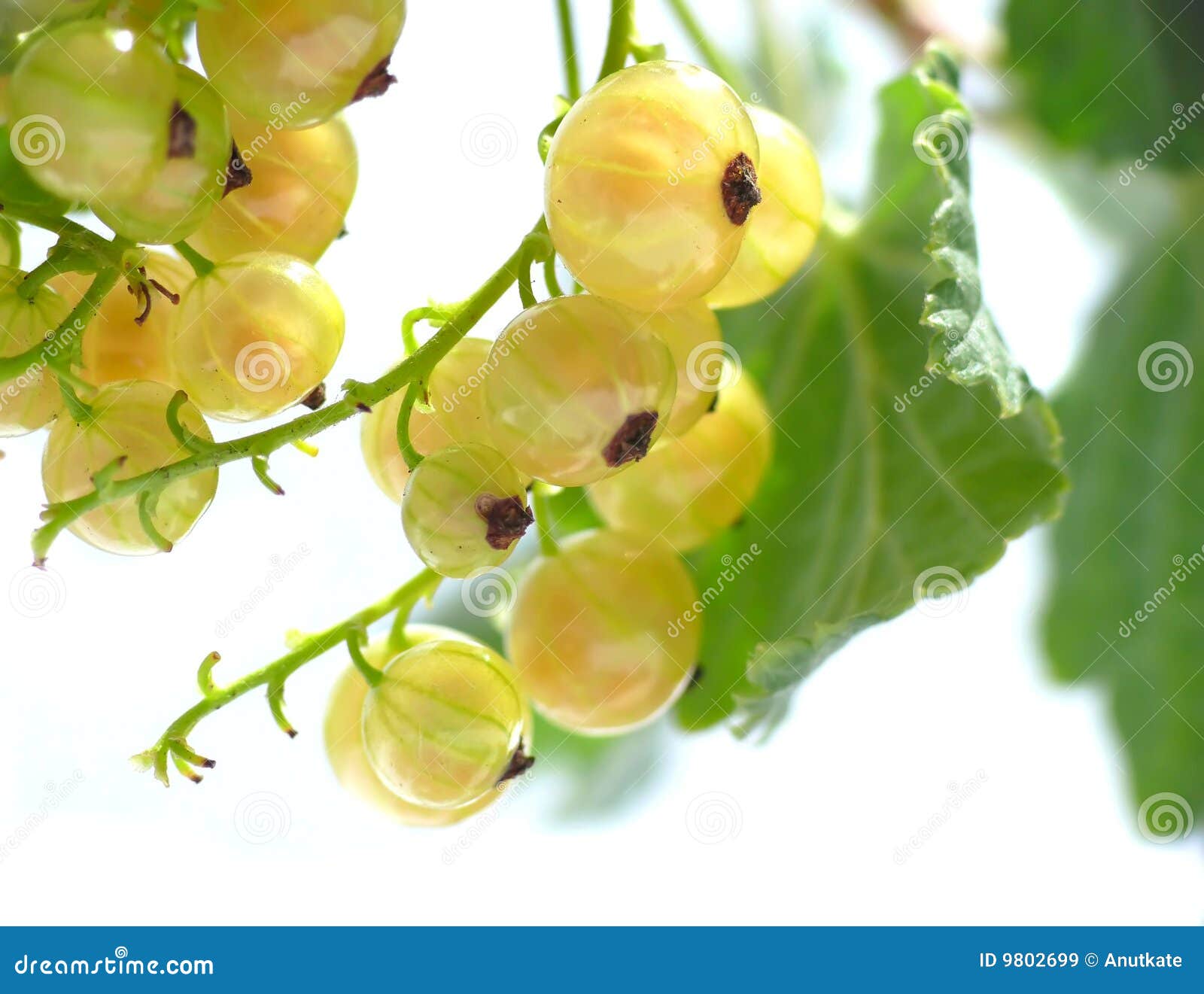 12,576 Yellow Currant Stock Photos - Free & Royalty-Free Stock Photos ...