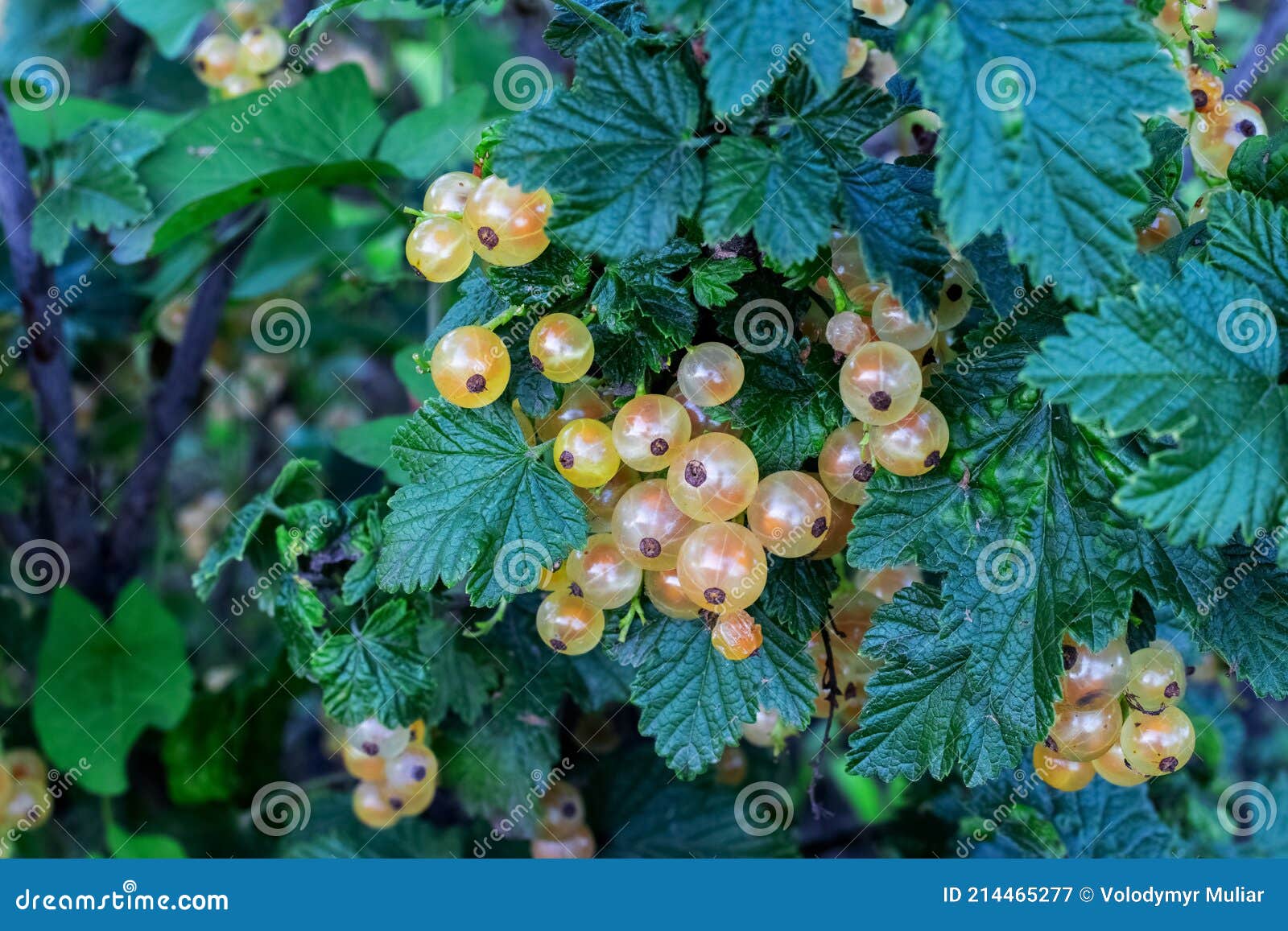 Yellow Currant Bush with Ripe Berries in the Garden. Growing Currants ...
