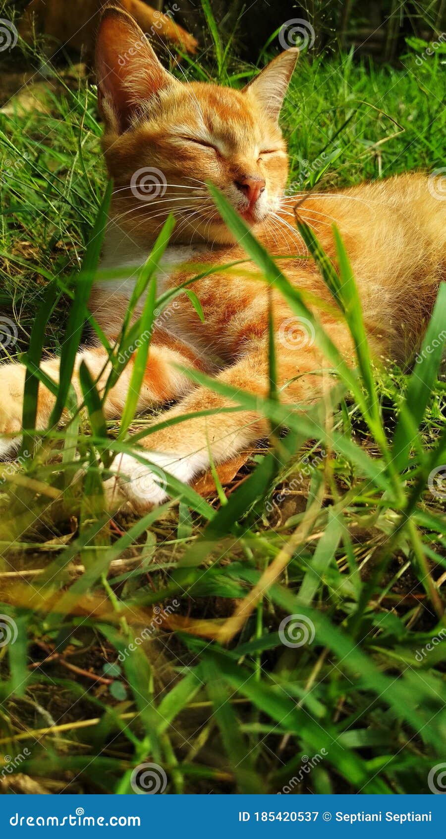 A yellow cute cat stock image. Image of animal, yellow - 185420537