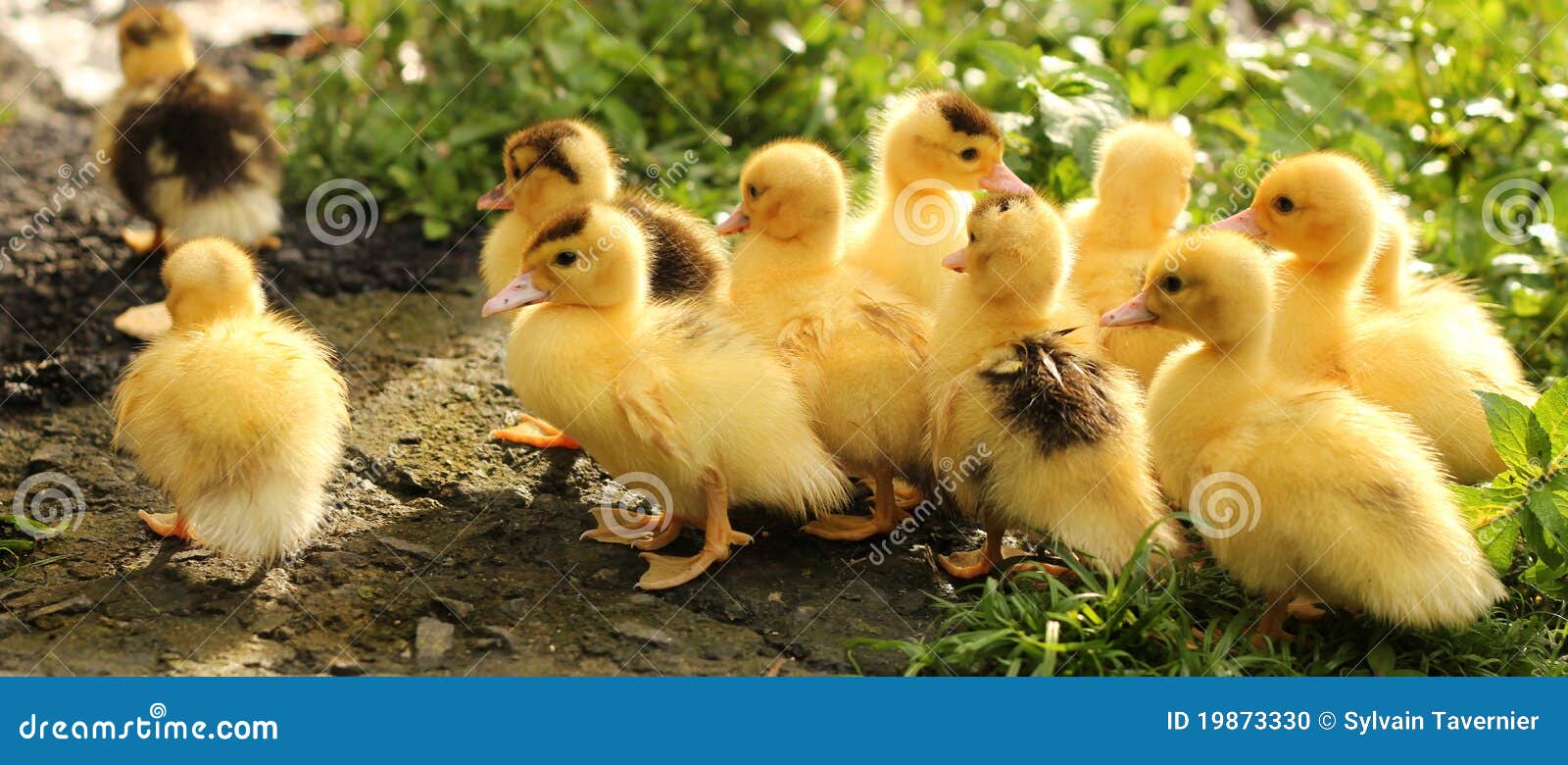 Yellow cute chick and duck stock photo. Image of chicken - 19873330