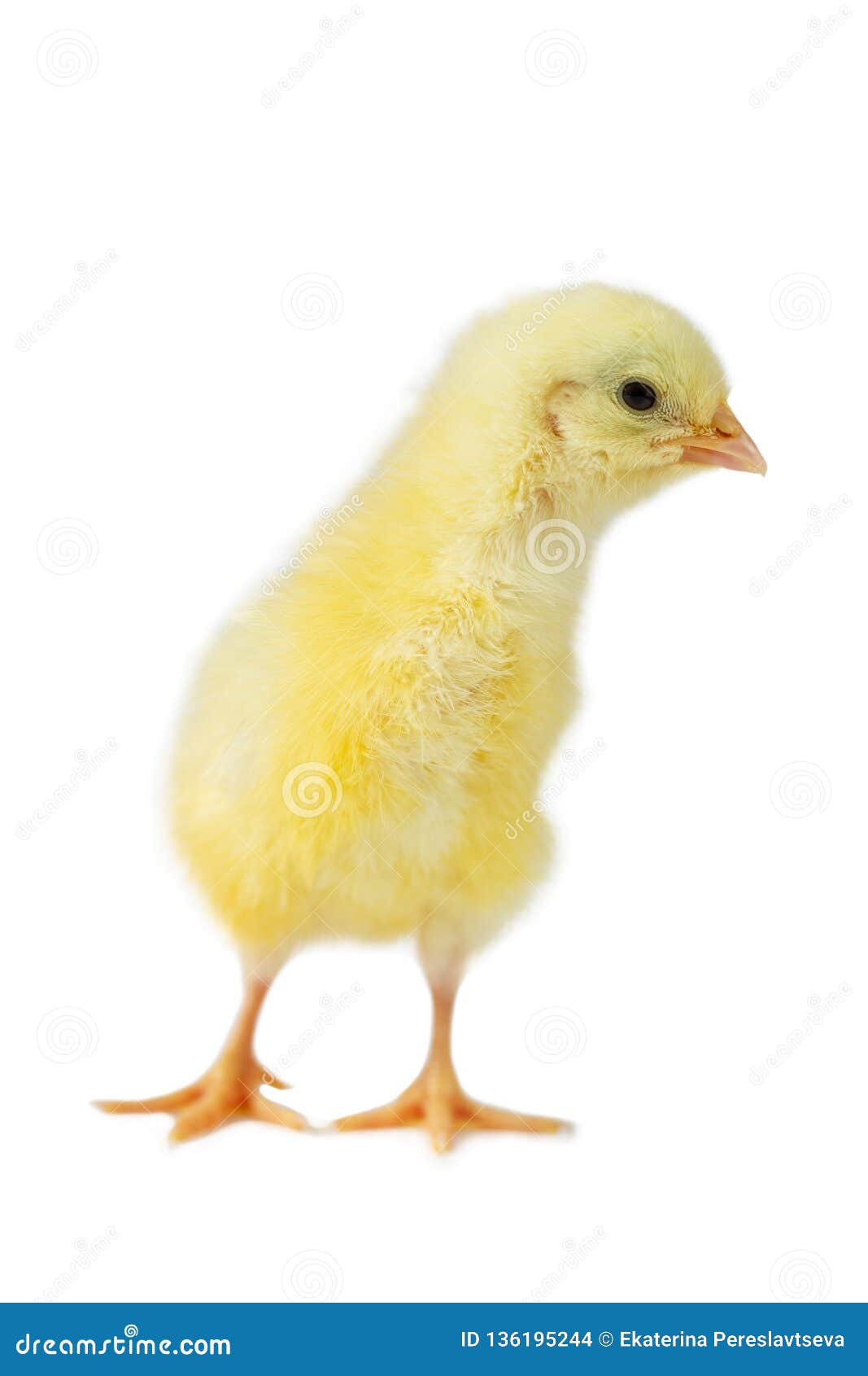 Yellow Cute Chick on a White Background Isolation Stock Photo - Image ...