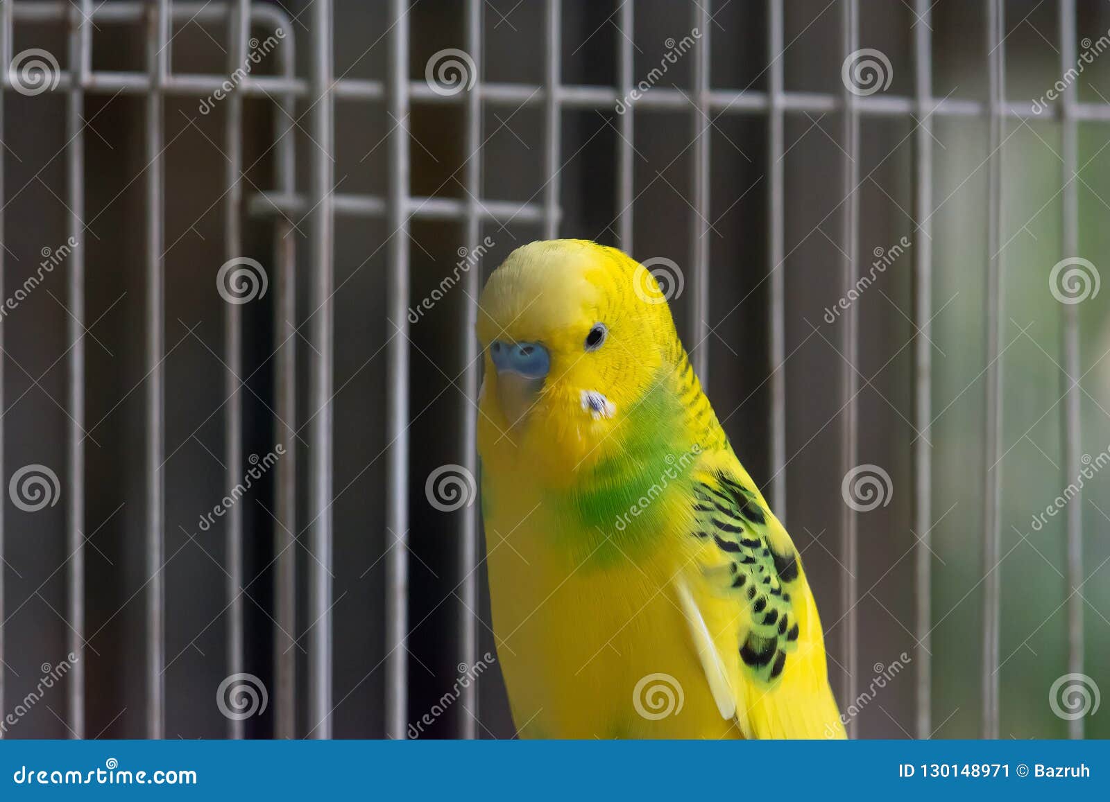 Yellow parrot in a cage stock image. Image of tropical - 130148971