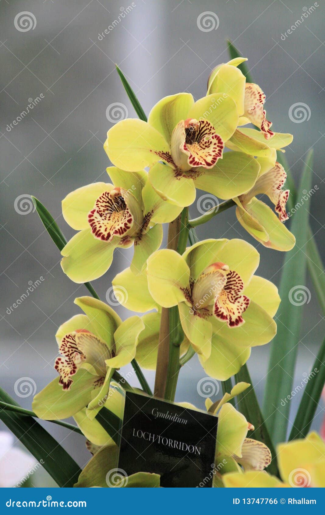 Yellow Cymbidium orchid stock photo. Image of petal, plant - 13747766