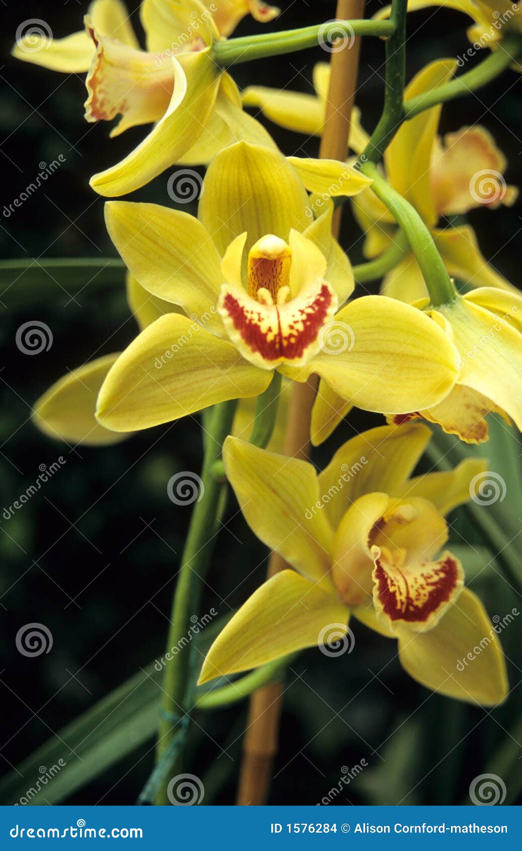 Yellow Cymbidium orchid stock photo. Image of blossom - 1576284
