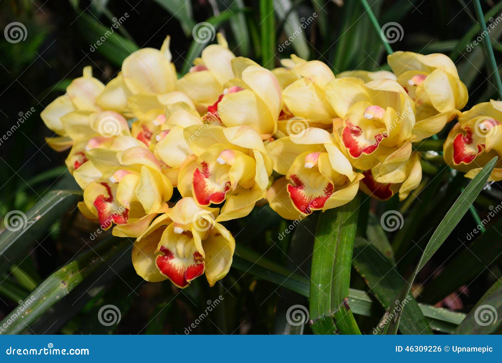 Yellow cymbidium orchid. stock photo. Image of farm, flora - 46309226