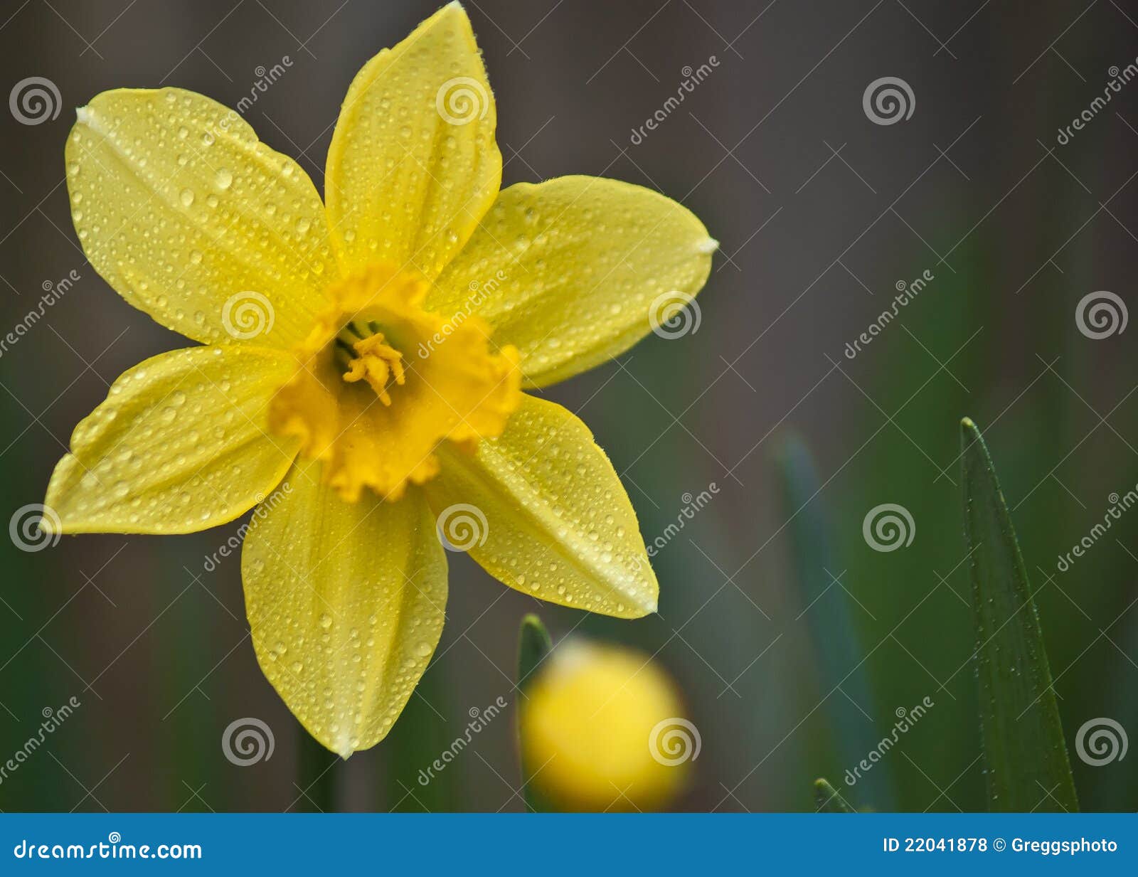 Yellow daffodil stock photo. Image of nature, focus, spring - 22041878