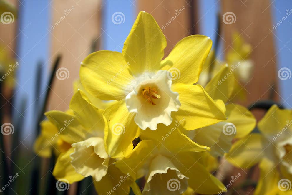 Yellow Daffodil stock image. Image of flowers, grass, pretty - 2415155