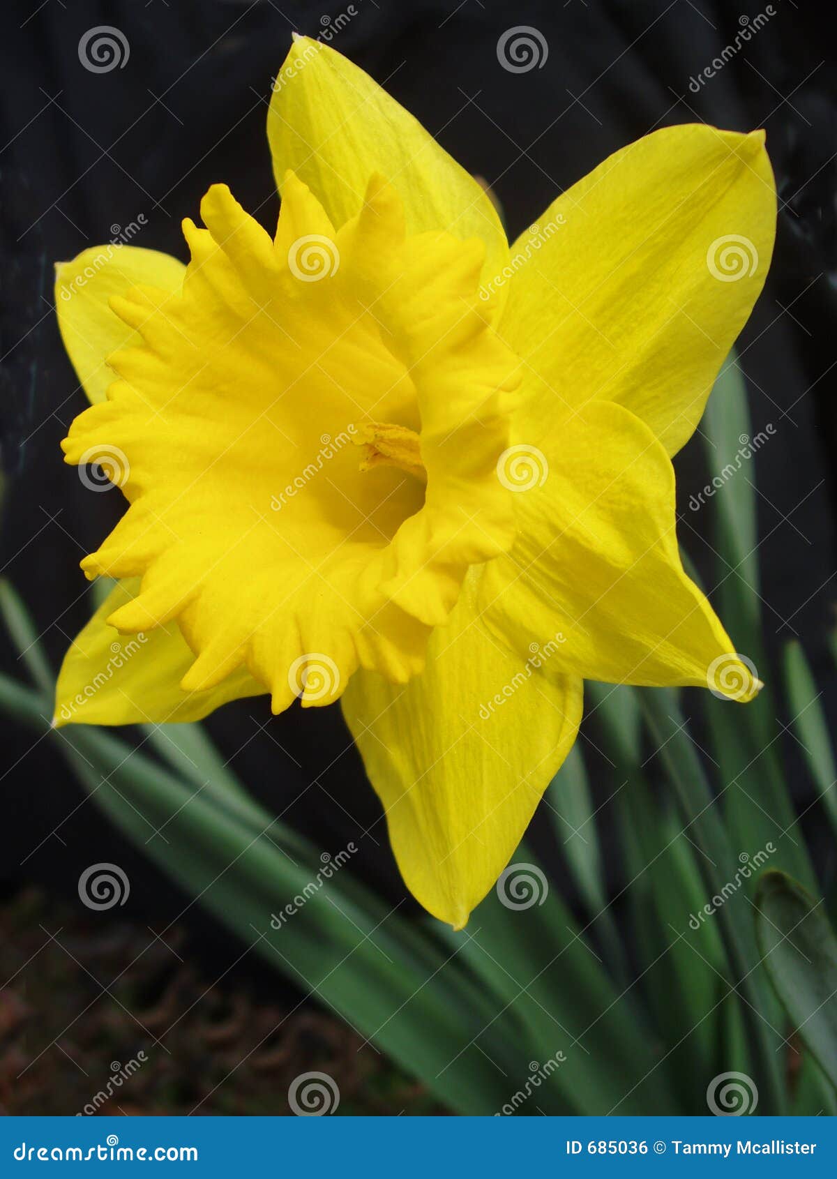Yellow daffodil stock photo. Image of daffodil, botanical - 685036