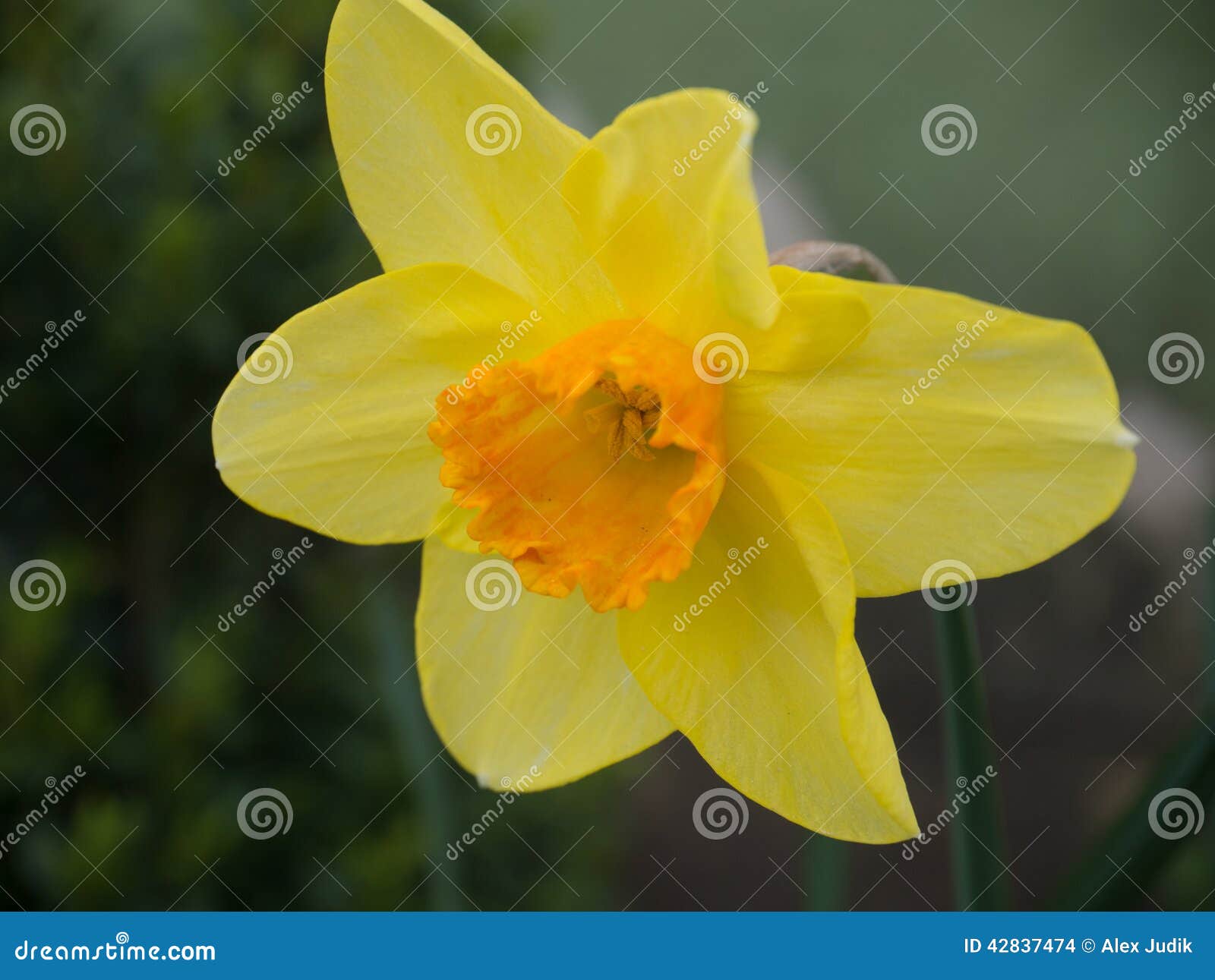 Yellow daffodil close up stock photo. Image of outdoor - 42837474