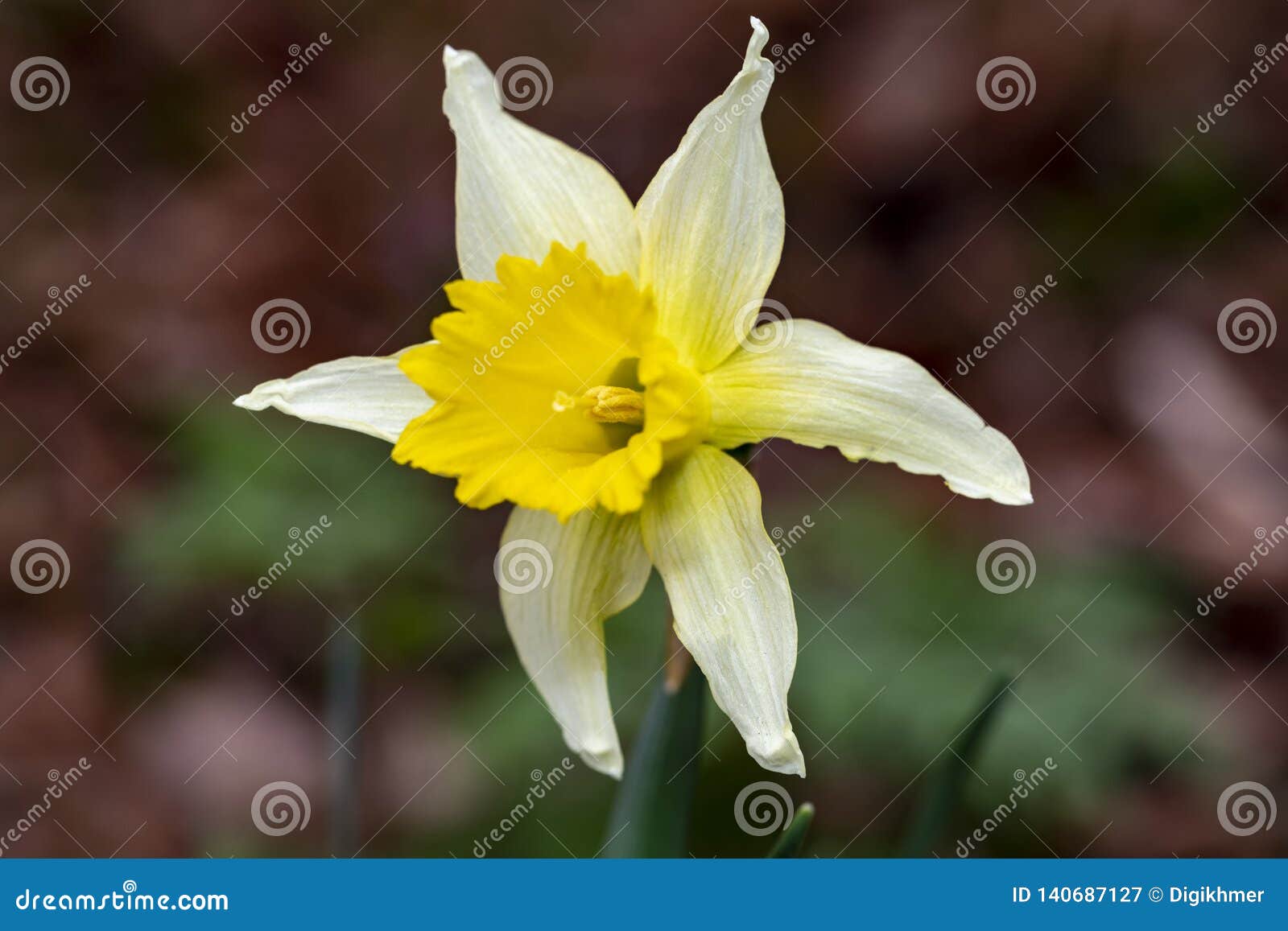 Yellow daffodil flower stock image. Image of blue, flora - 140687127