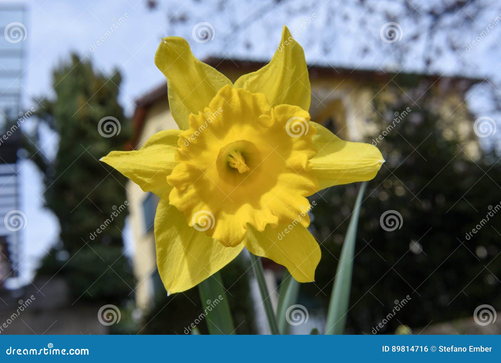 Yellow Daffodil Flower at Spring Stock Photo - Image of fresh, easter ...