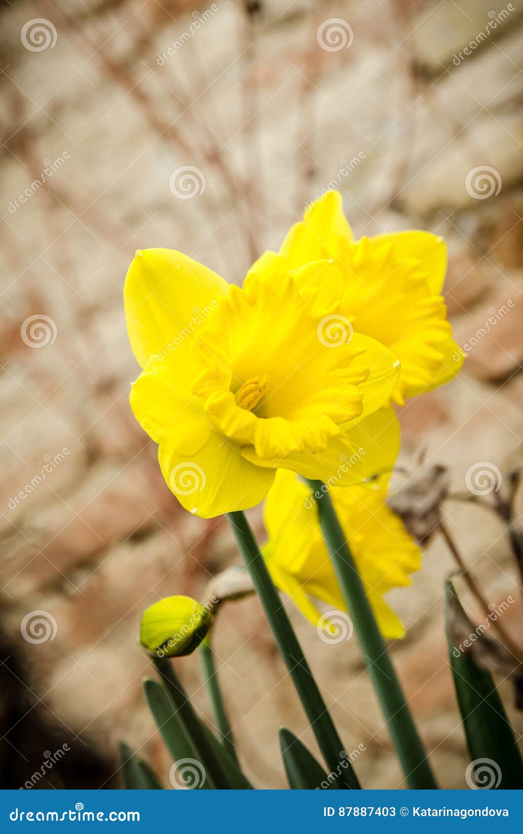 Yellow daffodil flower stock image. Image of springtime - 87887403