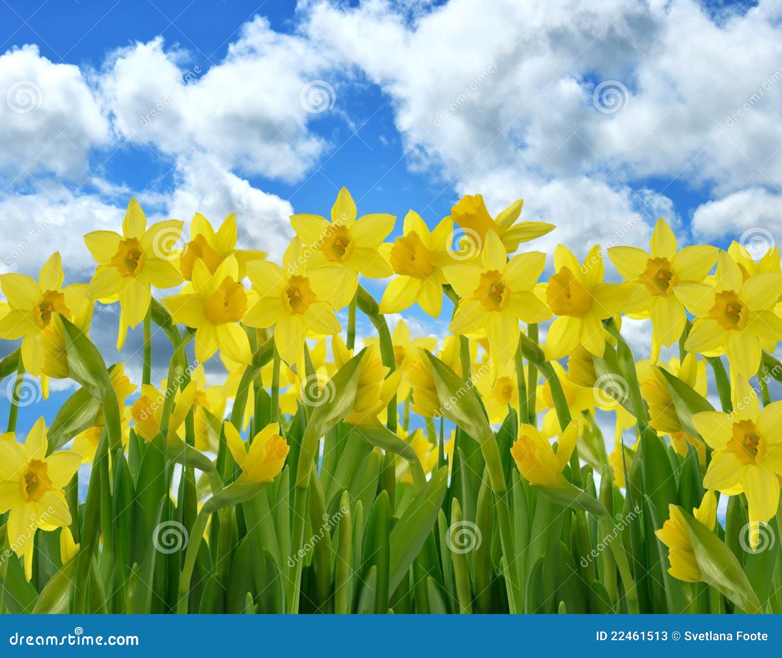 Yellow Daffodil Flowers stock image. Image of flower - 22461513