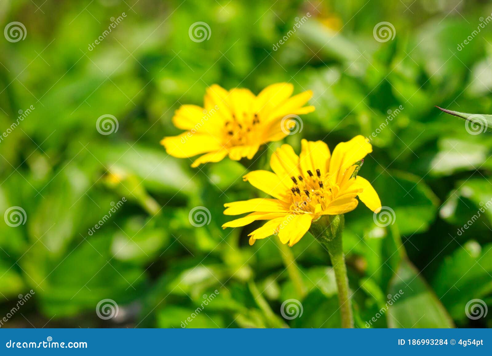 Yellow Wedelia Flowers in Front of a Greenery Background Stock Photo ...