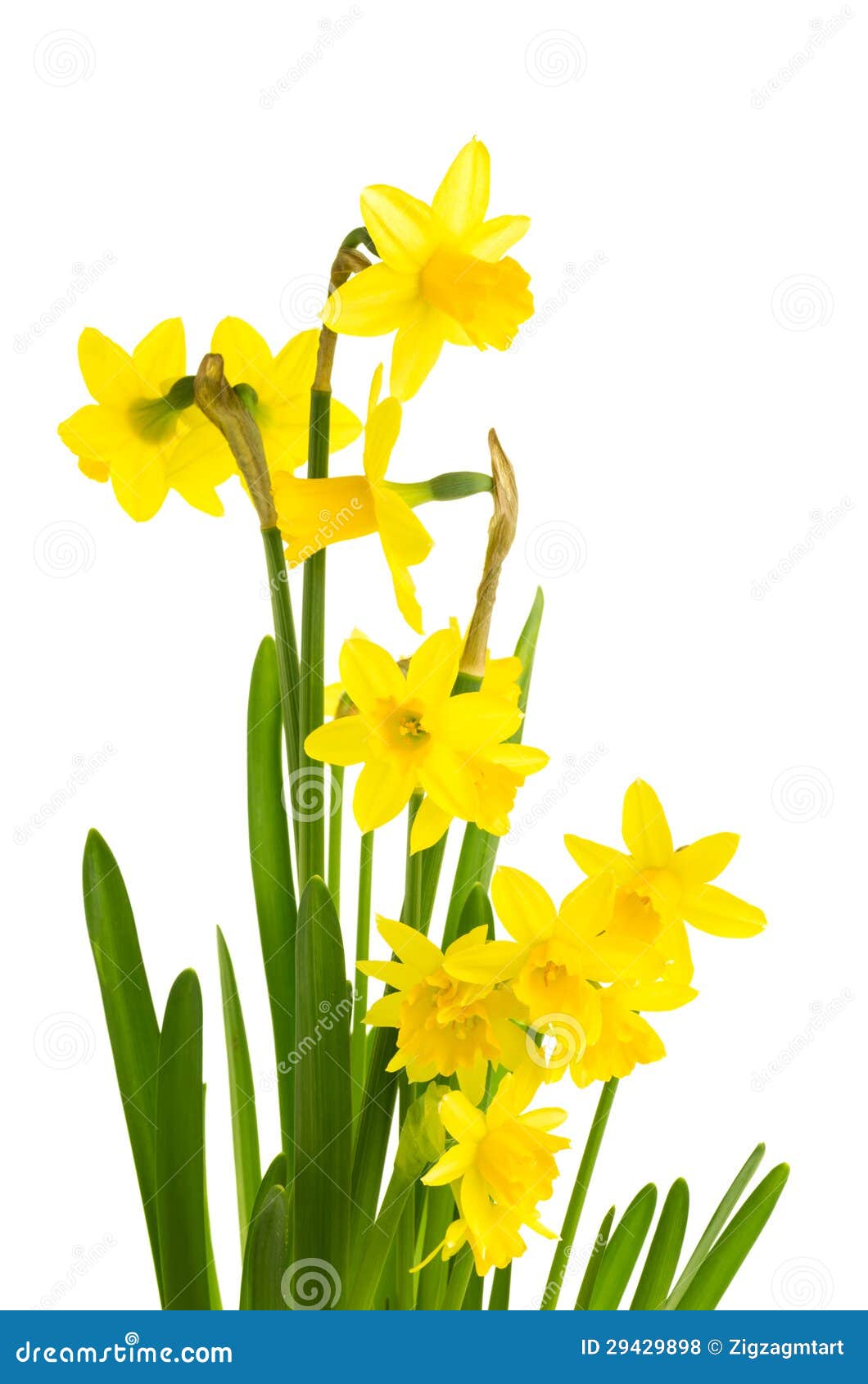 Yellow Daffodil Flowers in Full Bloom Stock Photo - Image of colorful ...