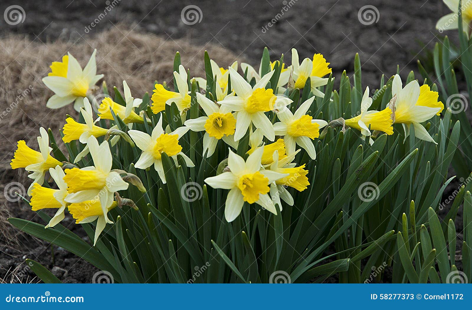 Yellow Daffodil stock image. Image of landscape, narcissus - 58277373