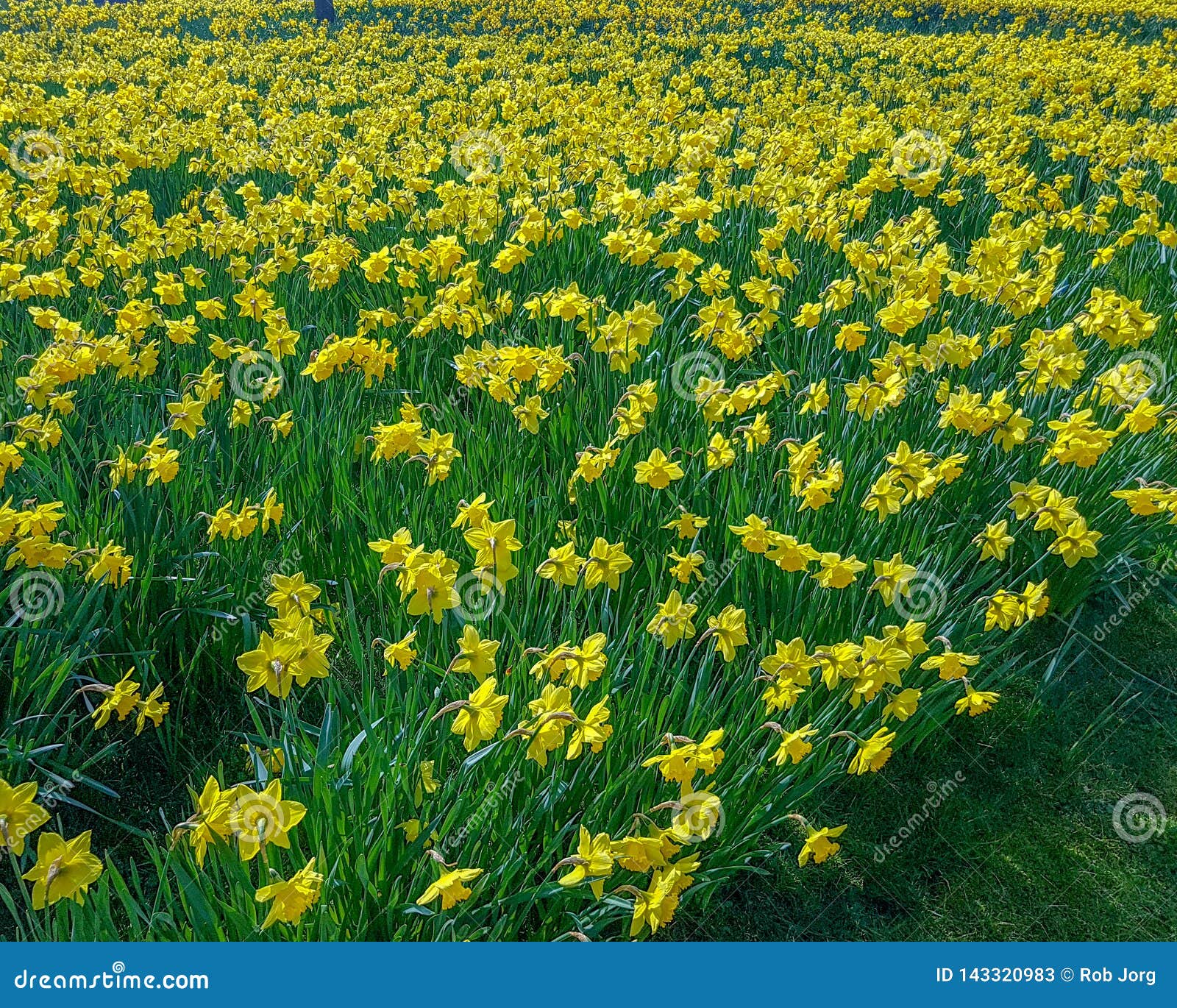 Yellow Daffodil in a Garden in Spring Season Stock Image - Image of ...