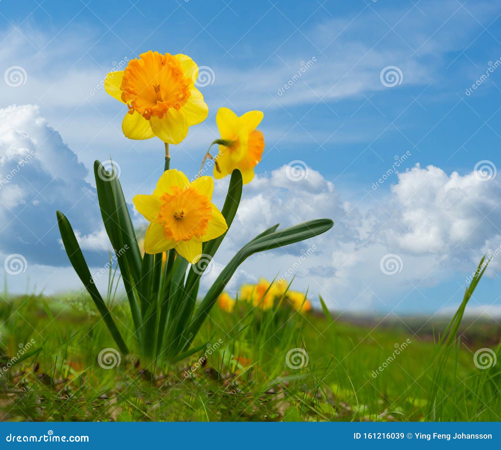 Yellow Daffodil in Spring on Blue Sky Stock Image - Image of bright ...