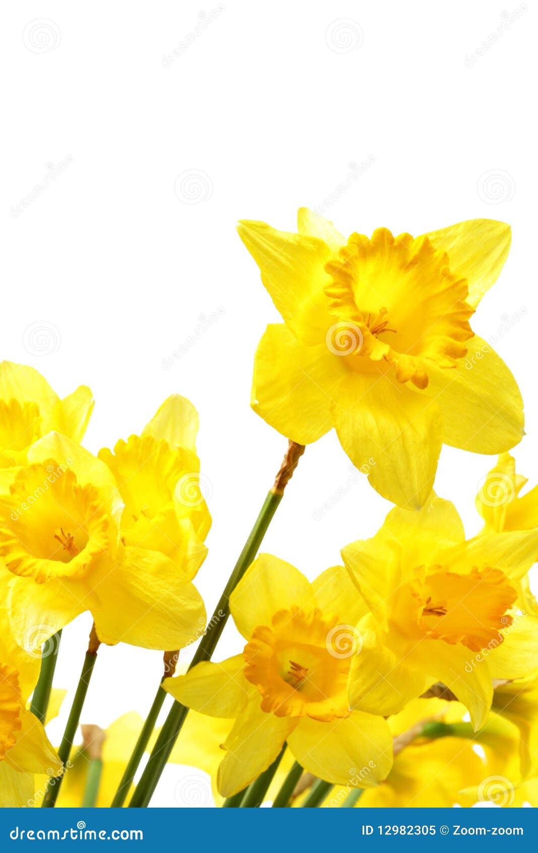 Yellow daffodils stock image. Image of marriage, narcissus - 12982305