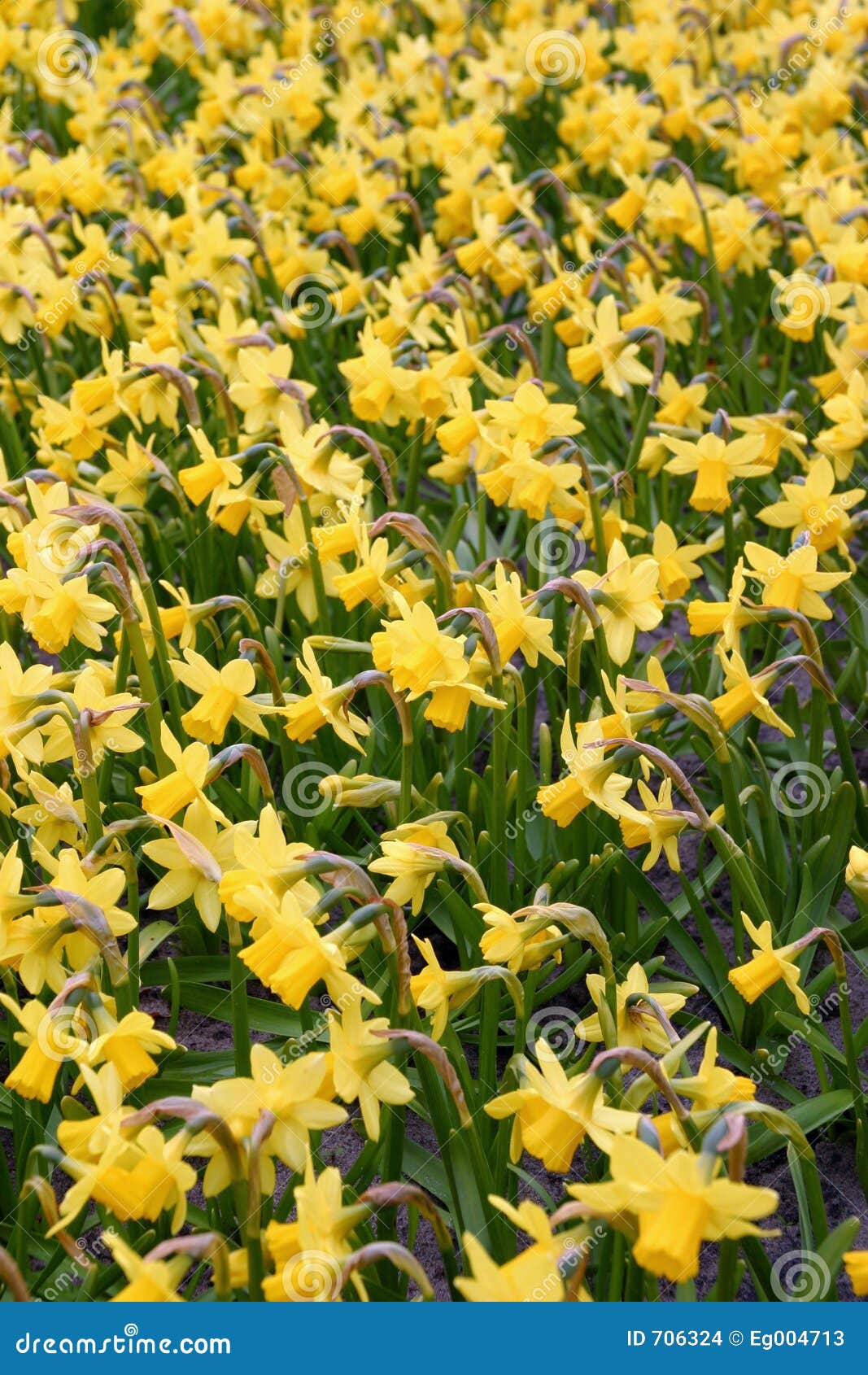 Yellow Daffodils stock photo. Image of fresh, highlands - 706324