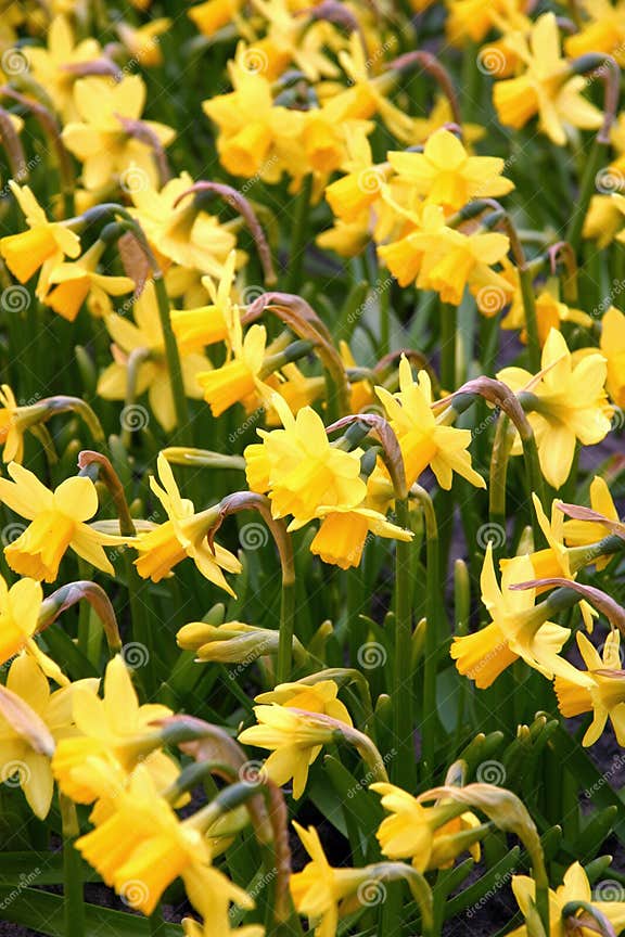 Yellow Daffodils stock image. Image of plant, green, meadow - 706325