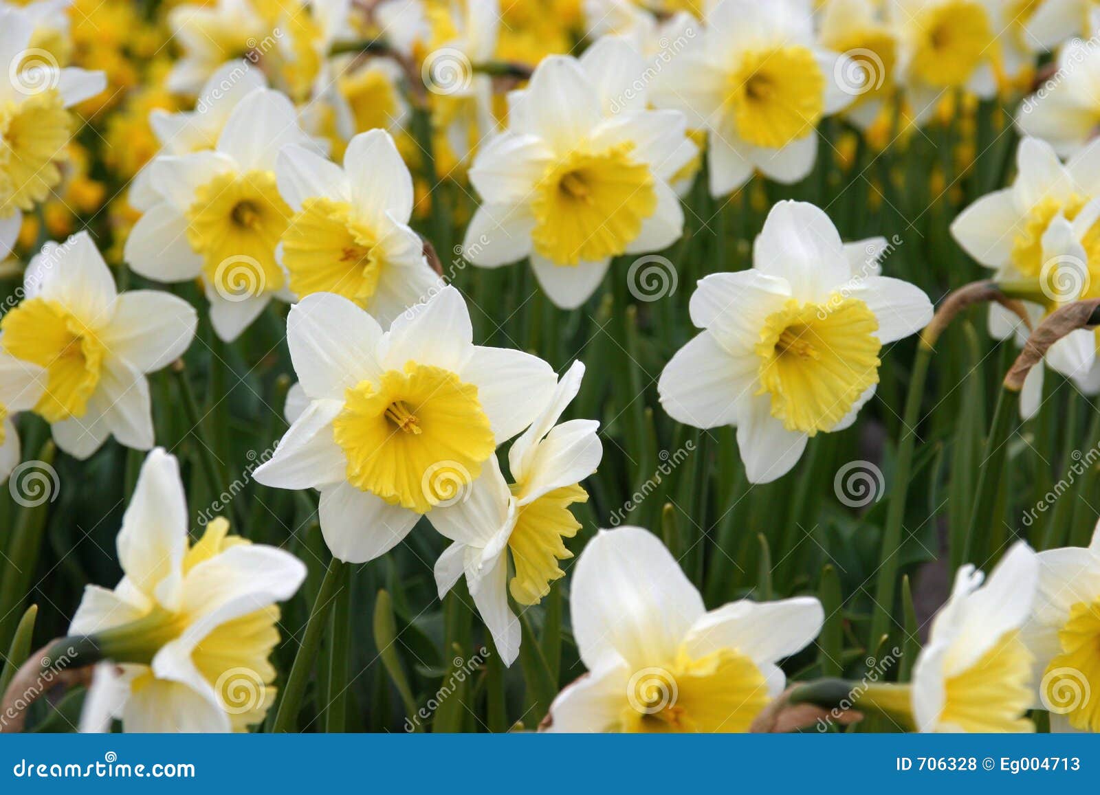 Yellow Daffodils stock photo. Image of daffodils, narcissus - 706328