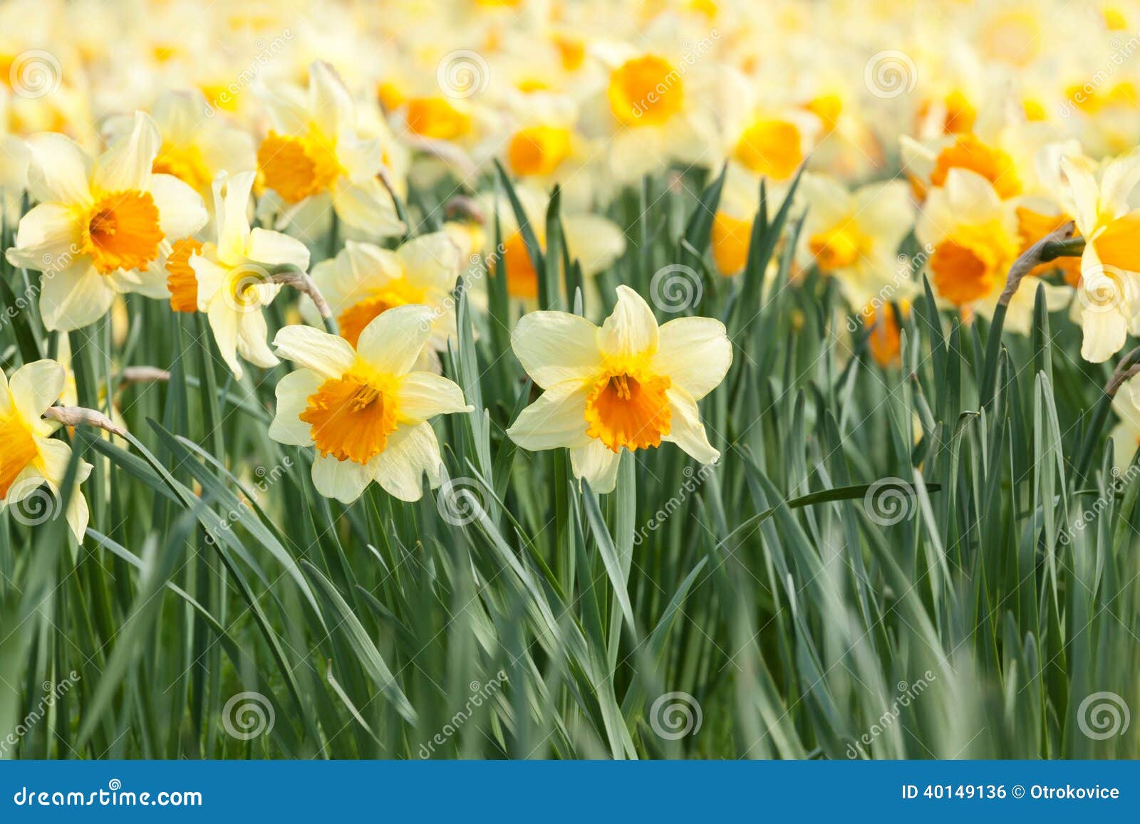 Yellow daffodils stock photo. Image of colorful, beauty - 40149136