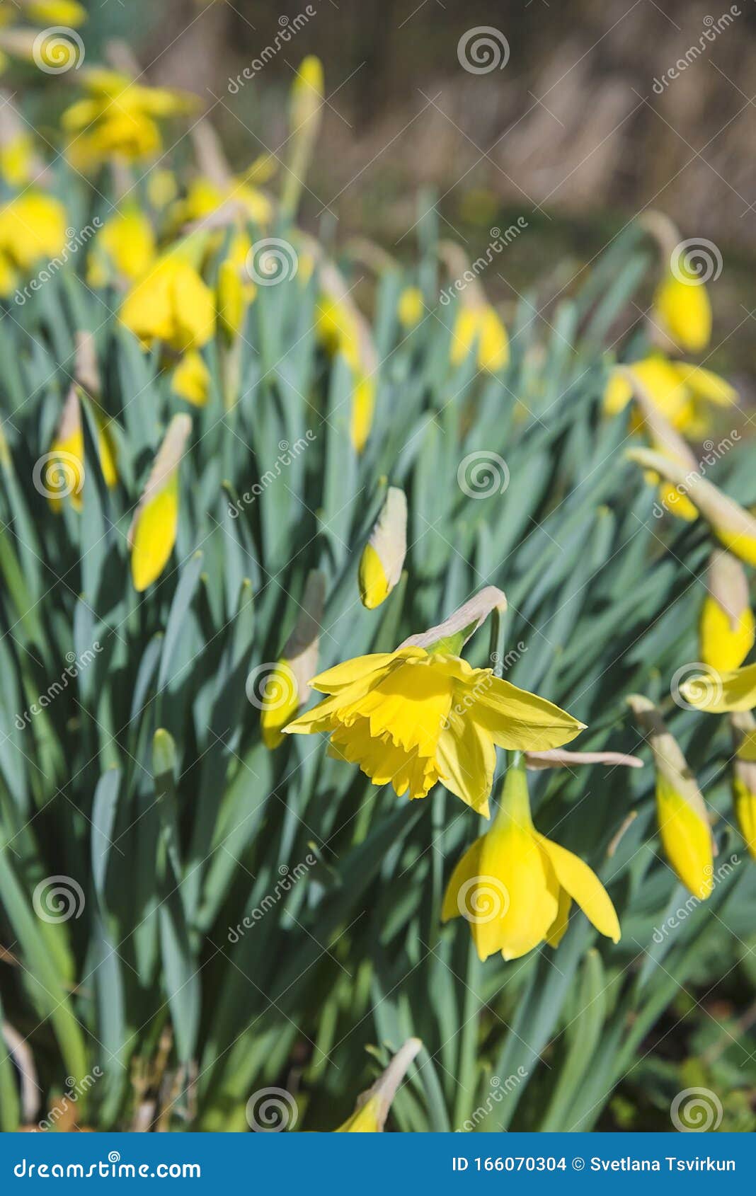 Yellow Daffodils Blooming in the Spring Park on Sunny Day Stock Photo ...