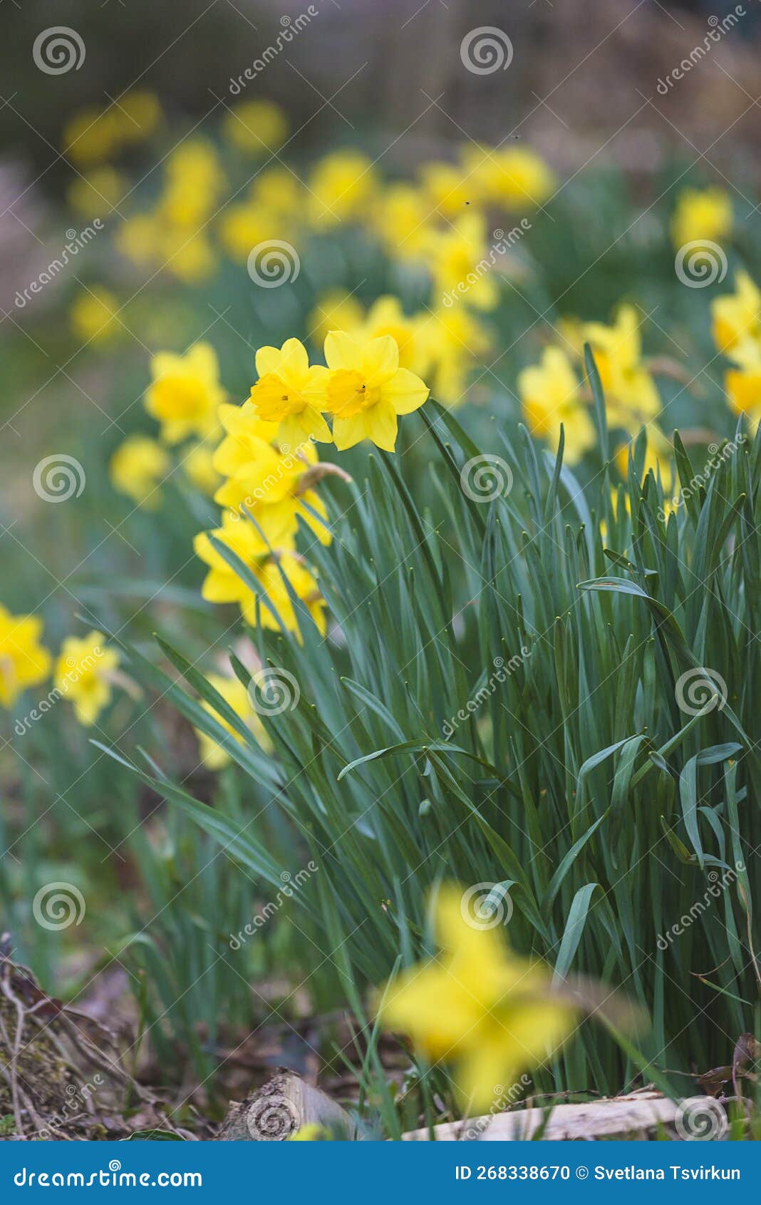 Yellow Daffodils Blooming in the Spring Park; Stock Photo - Image of ...