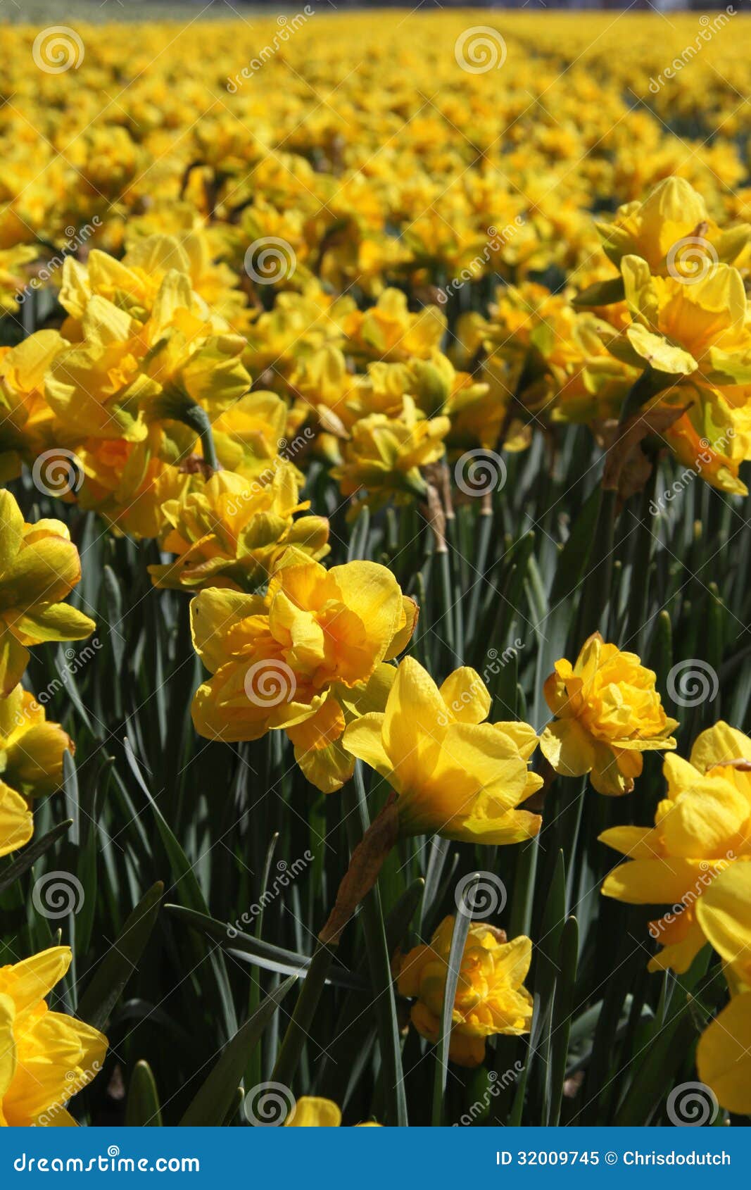Yellow daffodils stock image. Image of gardens, daffodils - 32009745