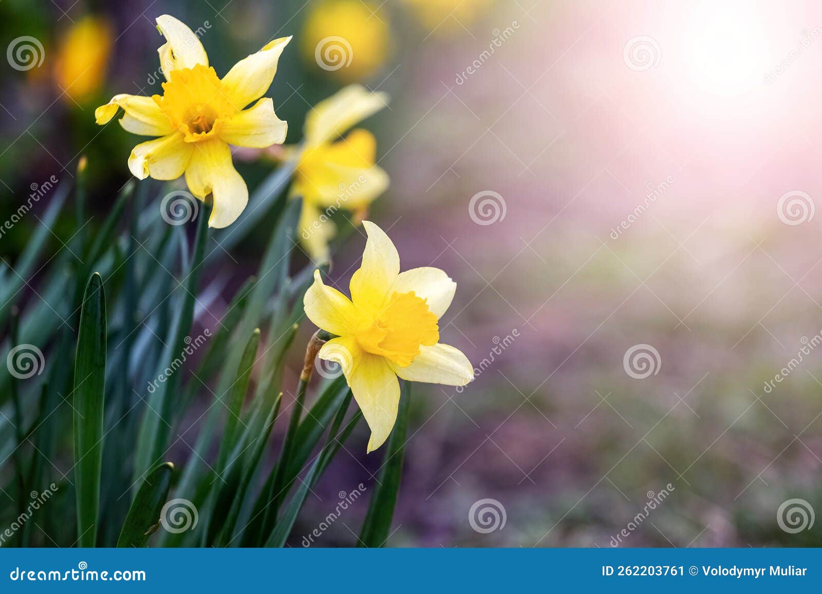 Yellow Daffodils on a Flower Bed in Spring in Sunny Weather Stock Image ...