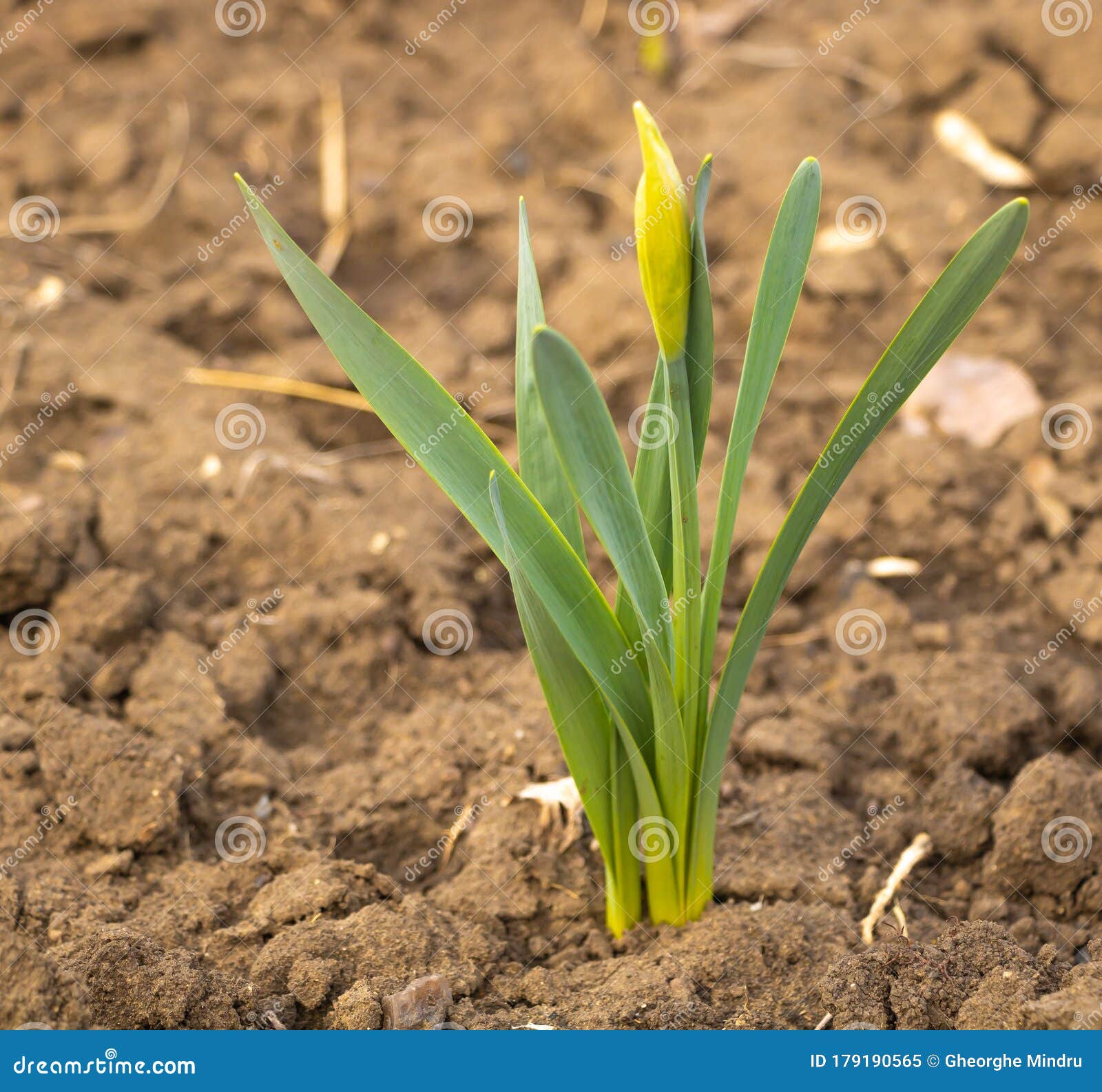 Yellow Daffodils with Flower Buds in Spring Stock Image - Image of ...