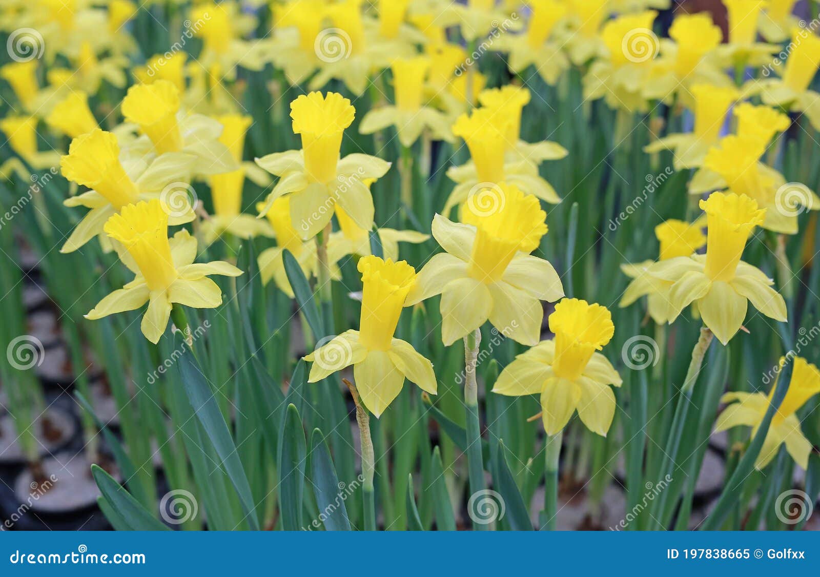 Yellow Daffodils Flower Field Stock Image - Image of bulbs, blossoming ...