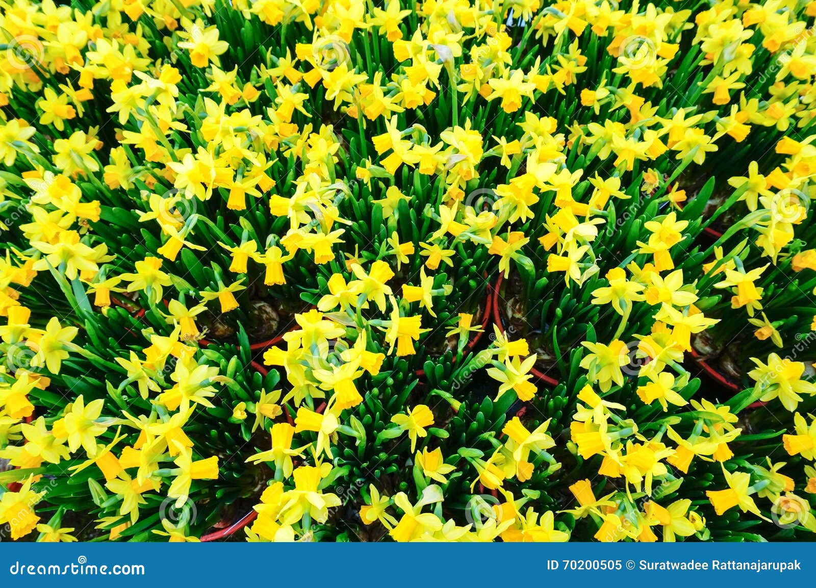 Yellow Daffodils (narcissus,jonquil) in Spring Stock Image - Image of ...