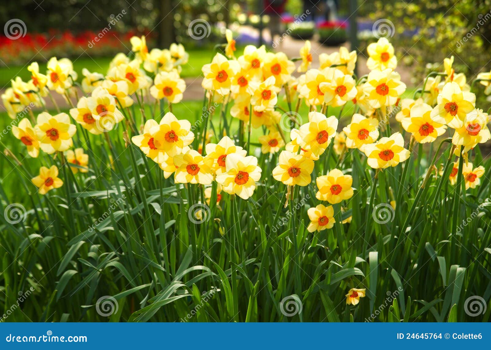 Yellow Daffodils in Park in Spring Stock Photo - Image of arrangement ...