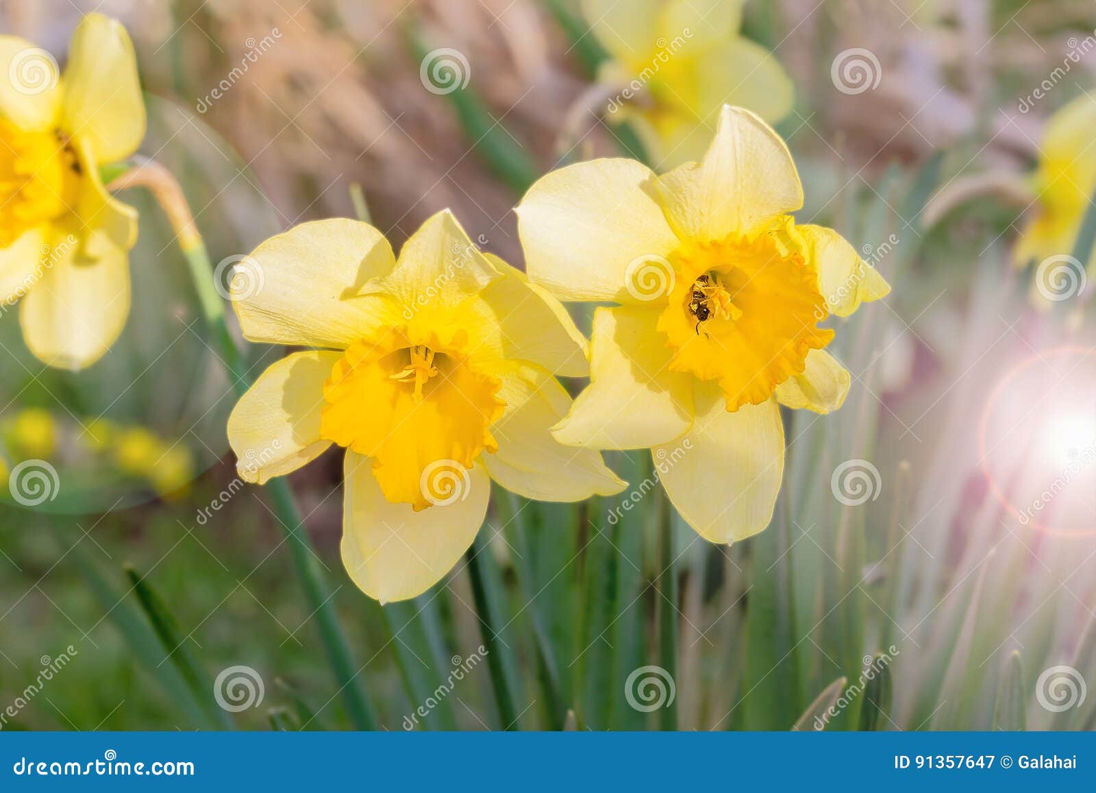 Yellow Daffodils in a Spring Garden in the Evening Sun Stock Image ...