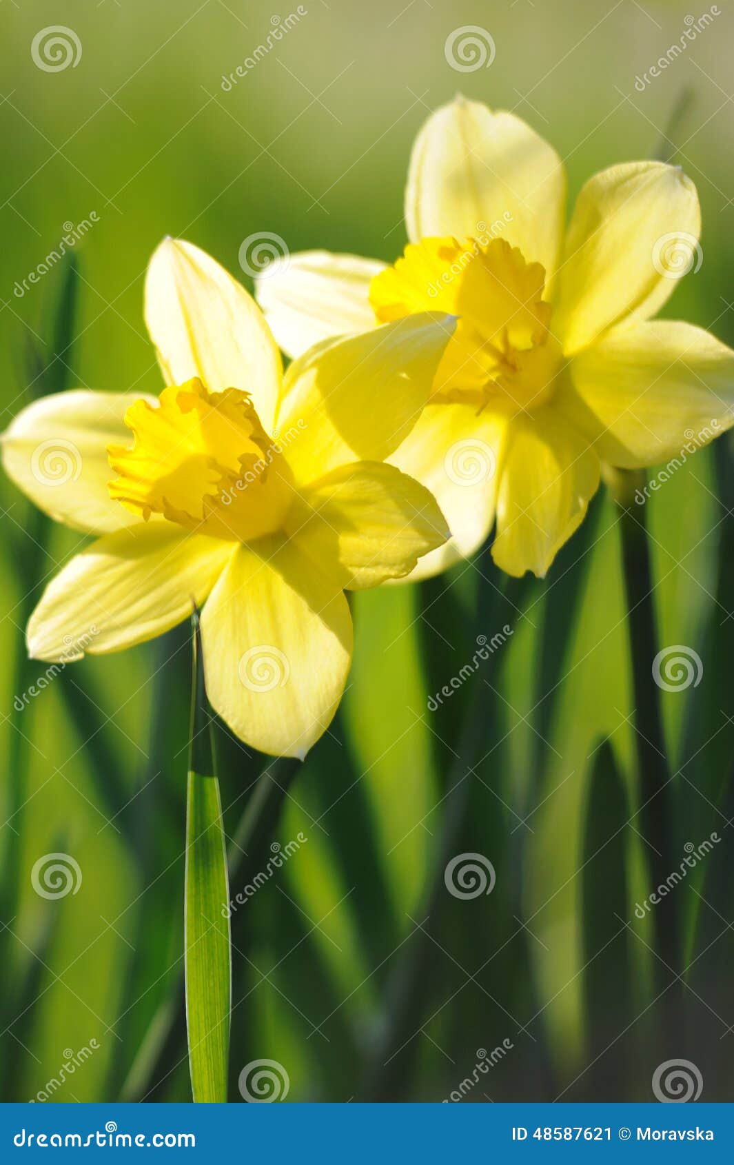 Yellow Daffodils in Spring Sunshine Stock Image - Image of daffodils ...